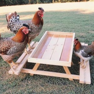 DIY Chicken Picnic Table Plans: Backyard Poultry Project (digital ...