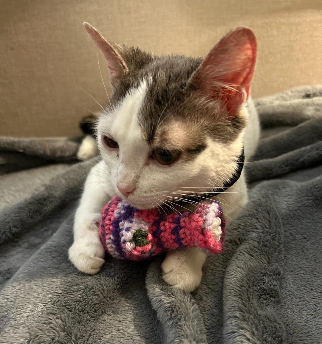Multicolor Crochet Catnip Bong Cat Toy - Etsy