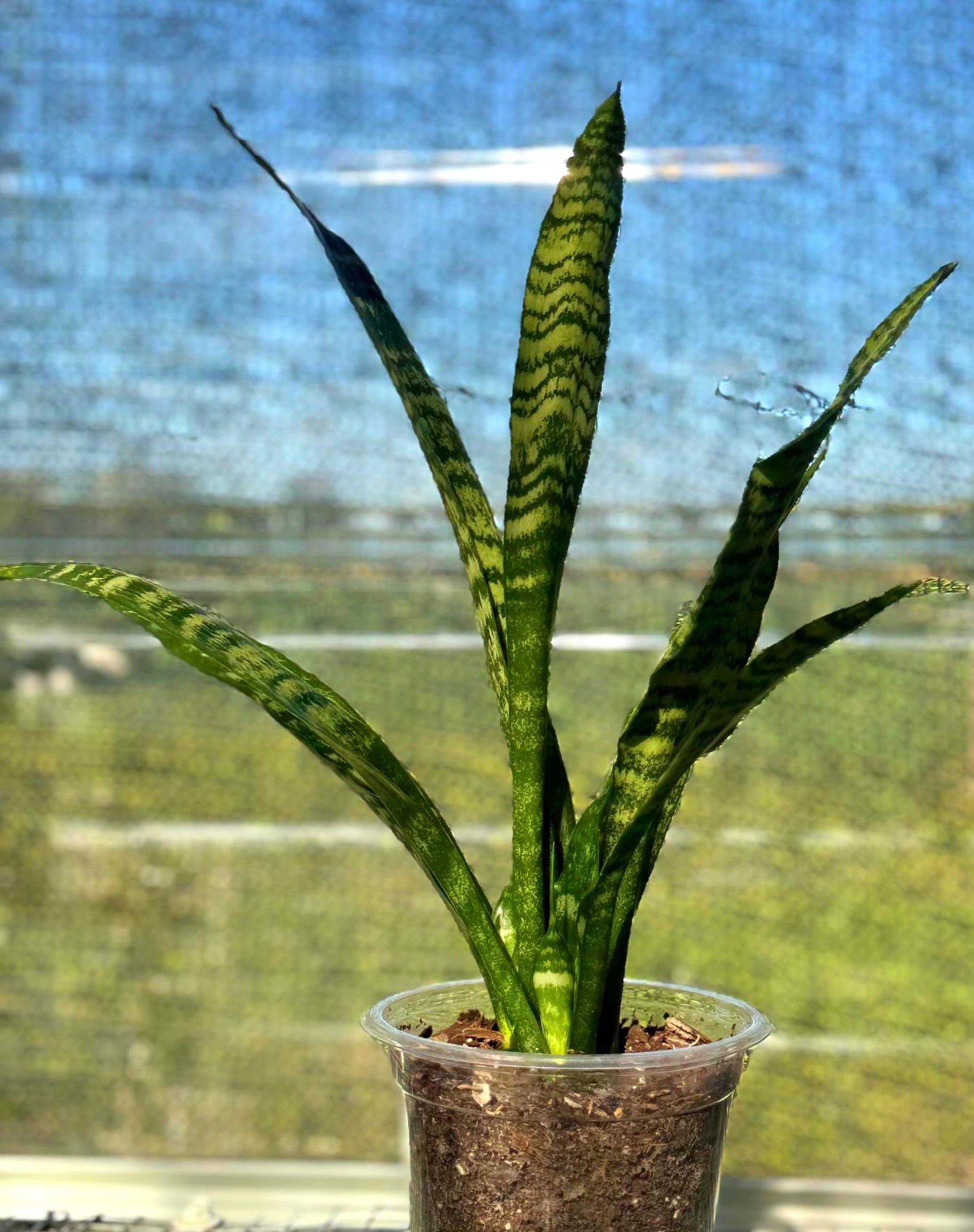 Snake Plant / Mother-in-laws Tongue / Sansevieria - Etsy