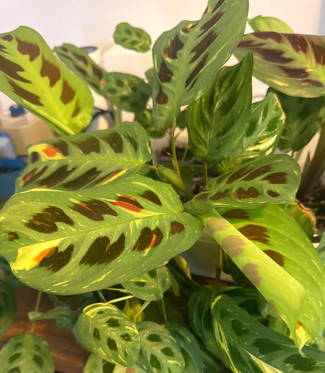 Maranta Highly Varigated Kim Beauty - Etsy