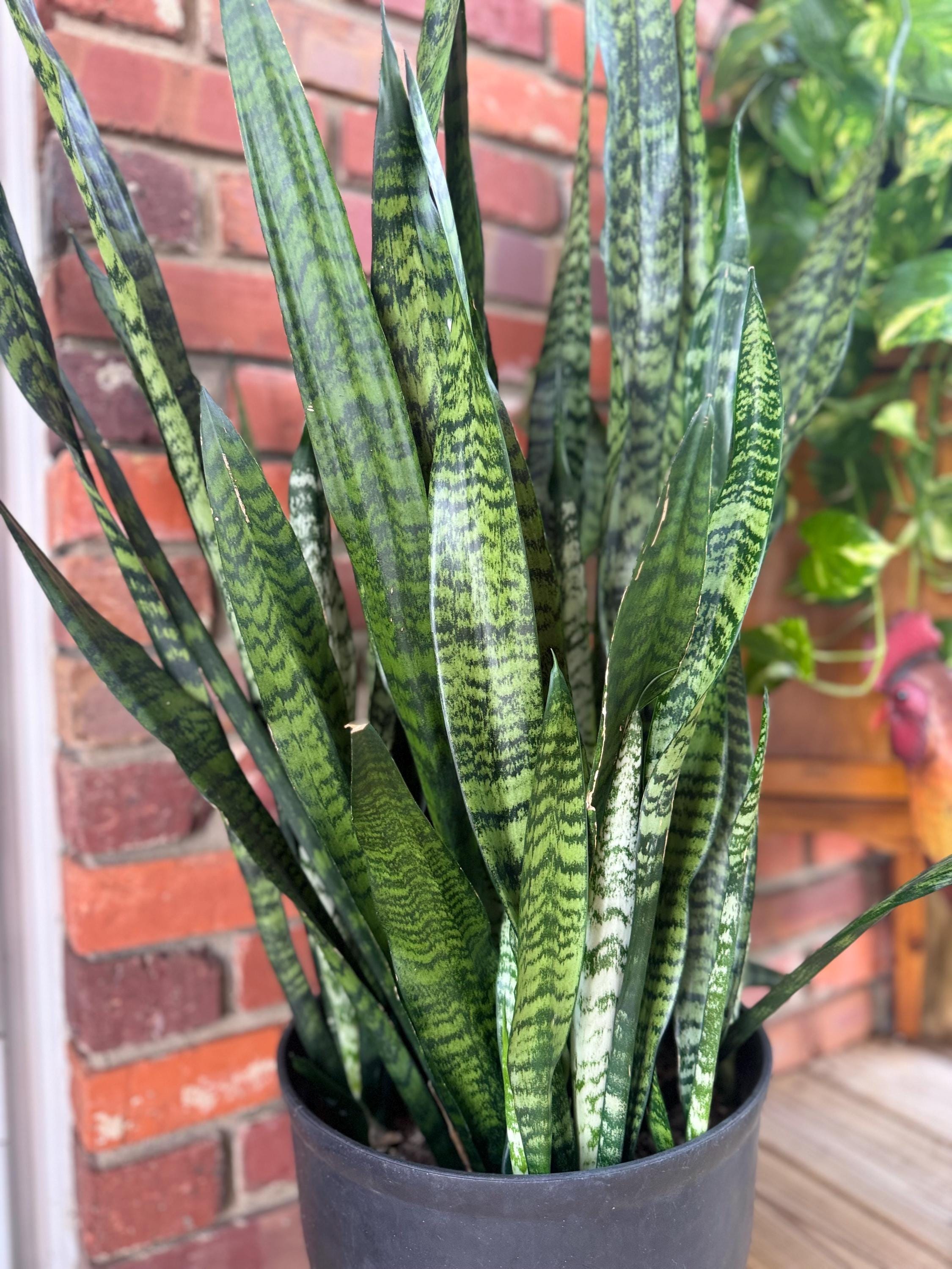 Snake Plant / Mother-in-laws Tongue / Sansevieria - Etsy