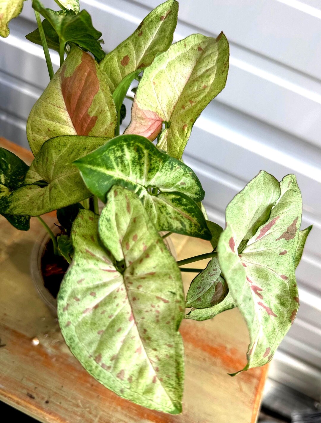 SYNGONIUM TRICOLOR CONFETTI - Etsy