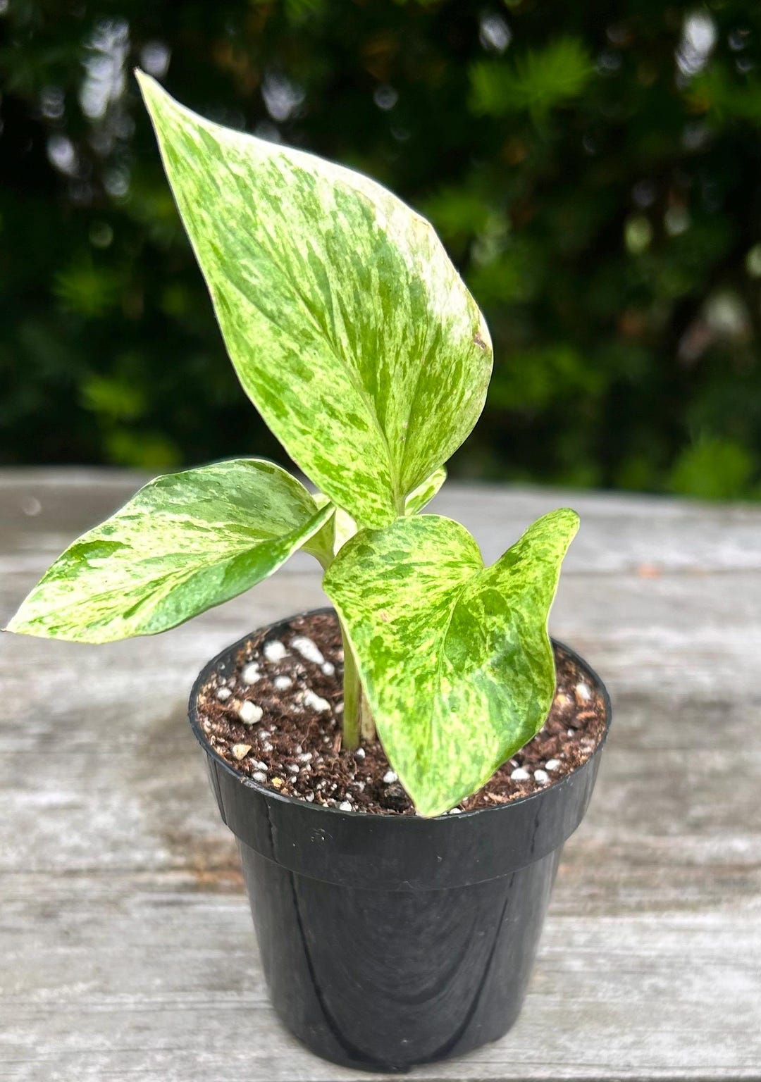 Marble Snow Queen Pothos Starter Plant - Etsy