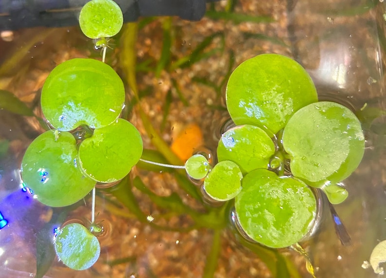 Amazon Frogbit (limnobium Laevigatum) - Floating Aquarium Plant - Etsy