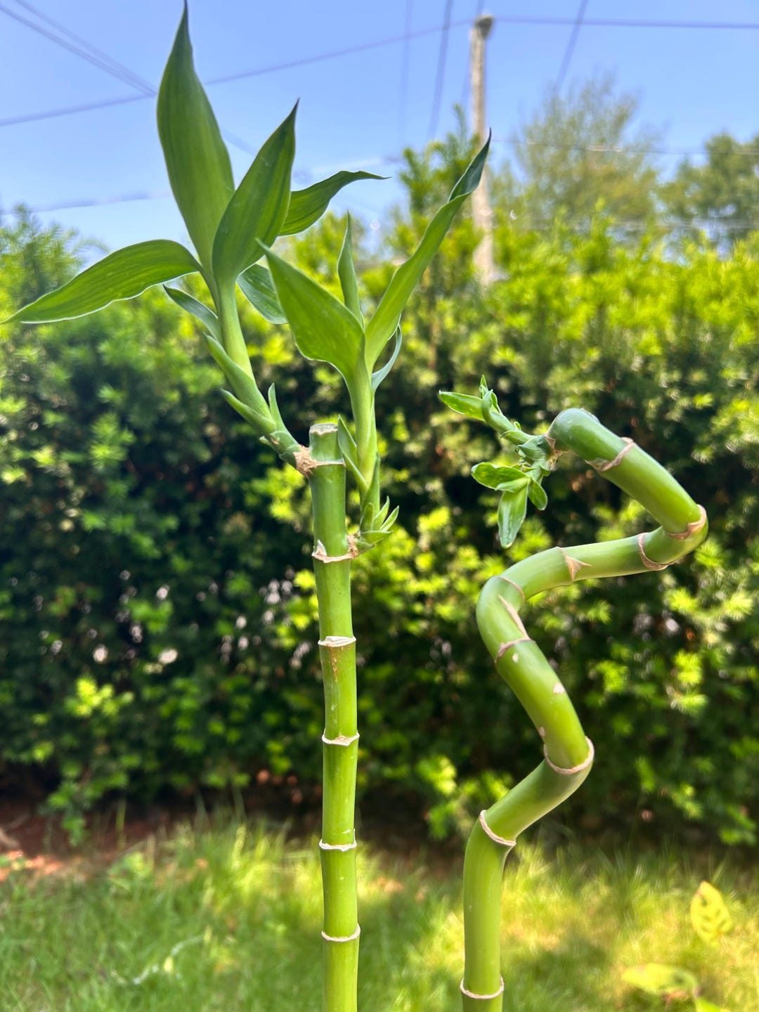 Lucky Bamboo (dracaena Sanderiana) - Straight or Curly (16+ Inches Tall ...