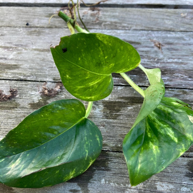 Hawaiian Pothos - Etsy