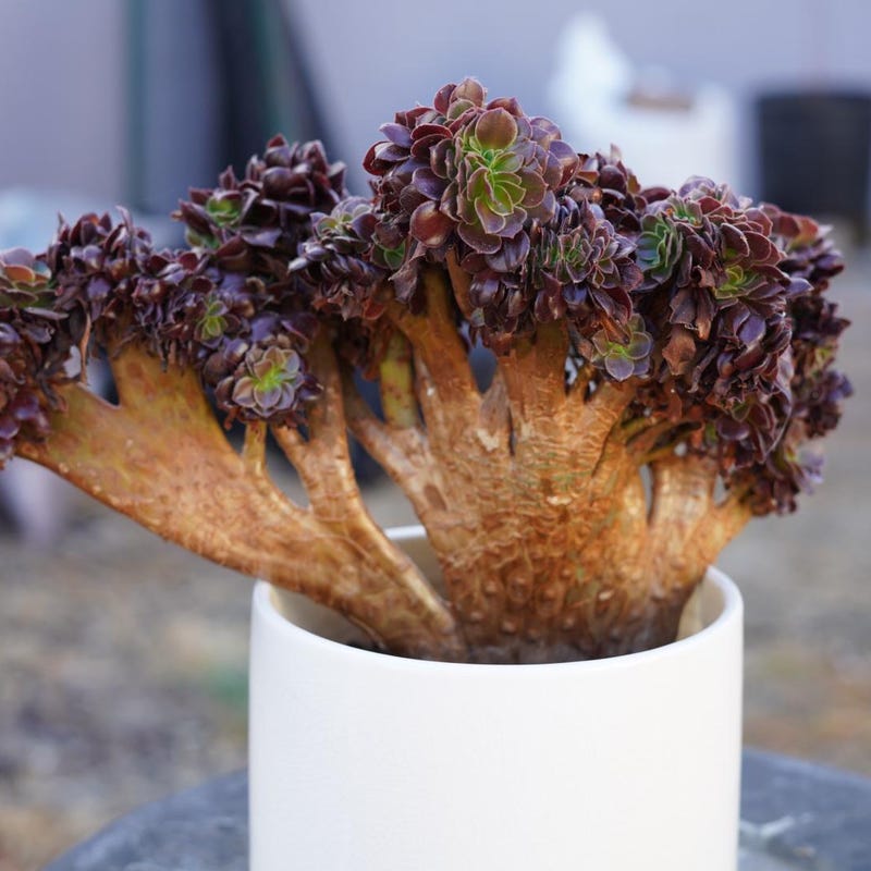 Crested Aeonium - Etsy