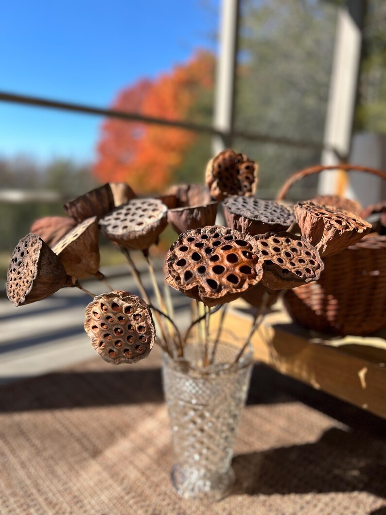 Dried Lotus Pods With Natural Paper Covered Wire Stem - Etsy