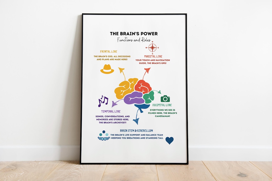 Brain Anatomy Poster, Educational Psychology Decor, Brain Lobes Art for ...