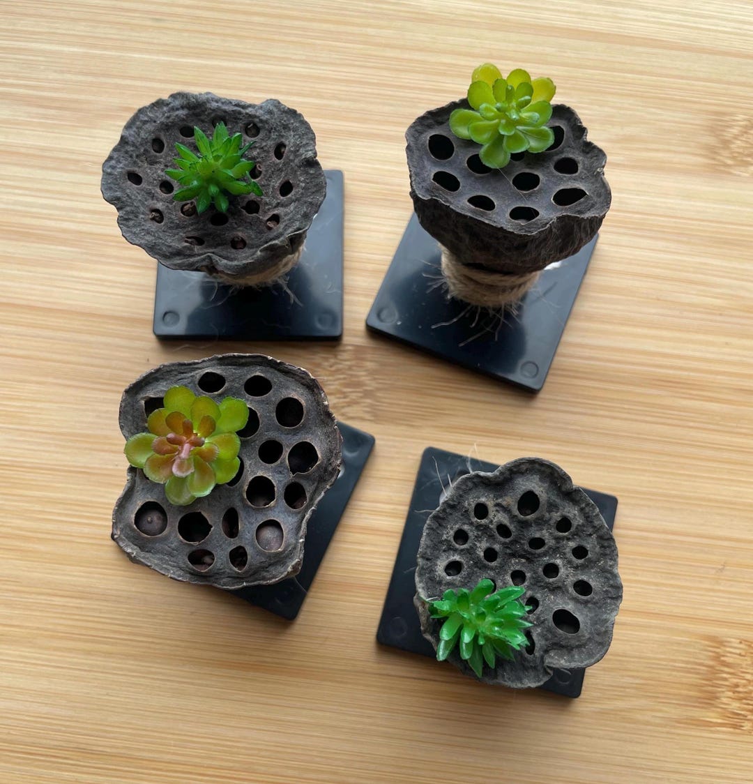4 Pc Mini Lotus Pod Climbers - Tank Enrichment - Etsy