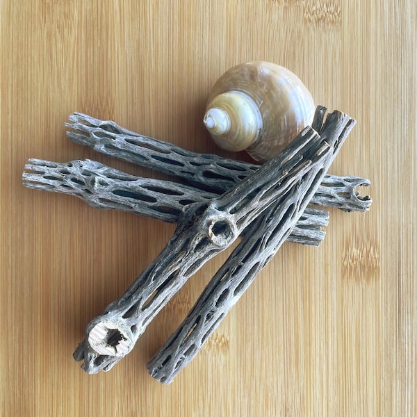 Cholla Wood - Etsy