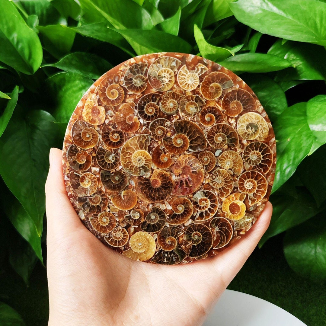 Madagascar Conch Fossil Disk, Shell Jurassic Fossil Disk, Conch Fossil ...