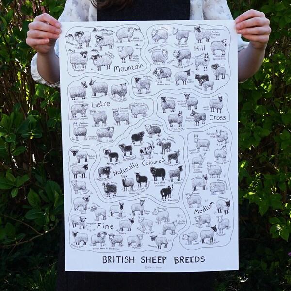 Sheep Breeds Poster - Etsy Australia