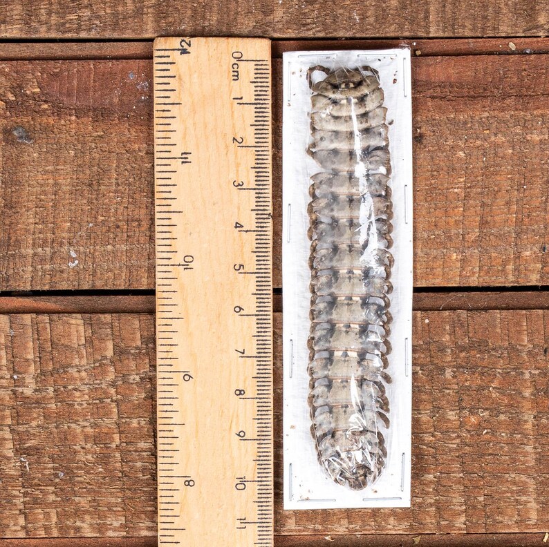 Giant Shield Millipedes (barydesmus Propinquus) Genuine Specimen Ready ...