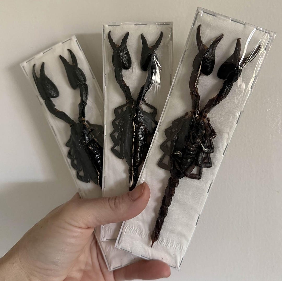 XL Blue Forest Scorpions 150/170mm Genuine Real Javanimetrus Cyaneus ...