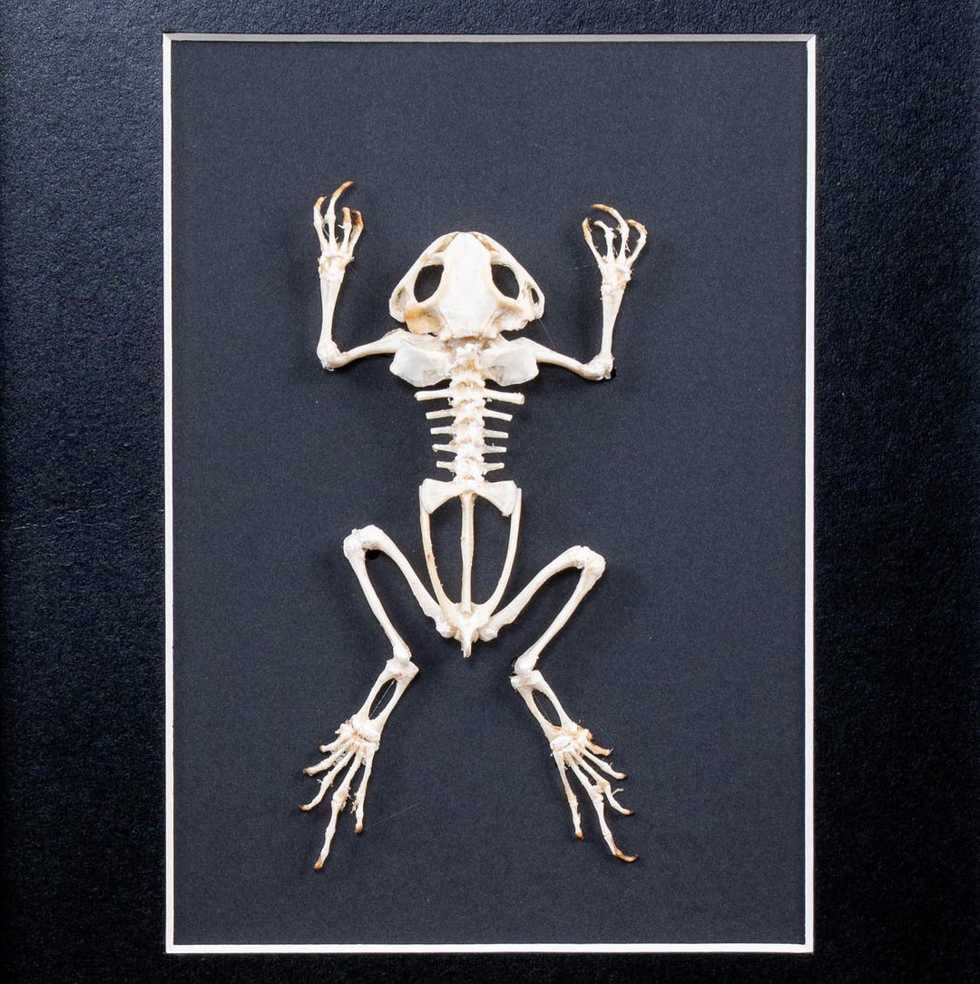 Asian Toad Complete Skeleton Duttaphrynus Melanostictus Taxidermy ...