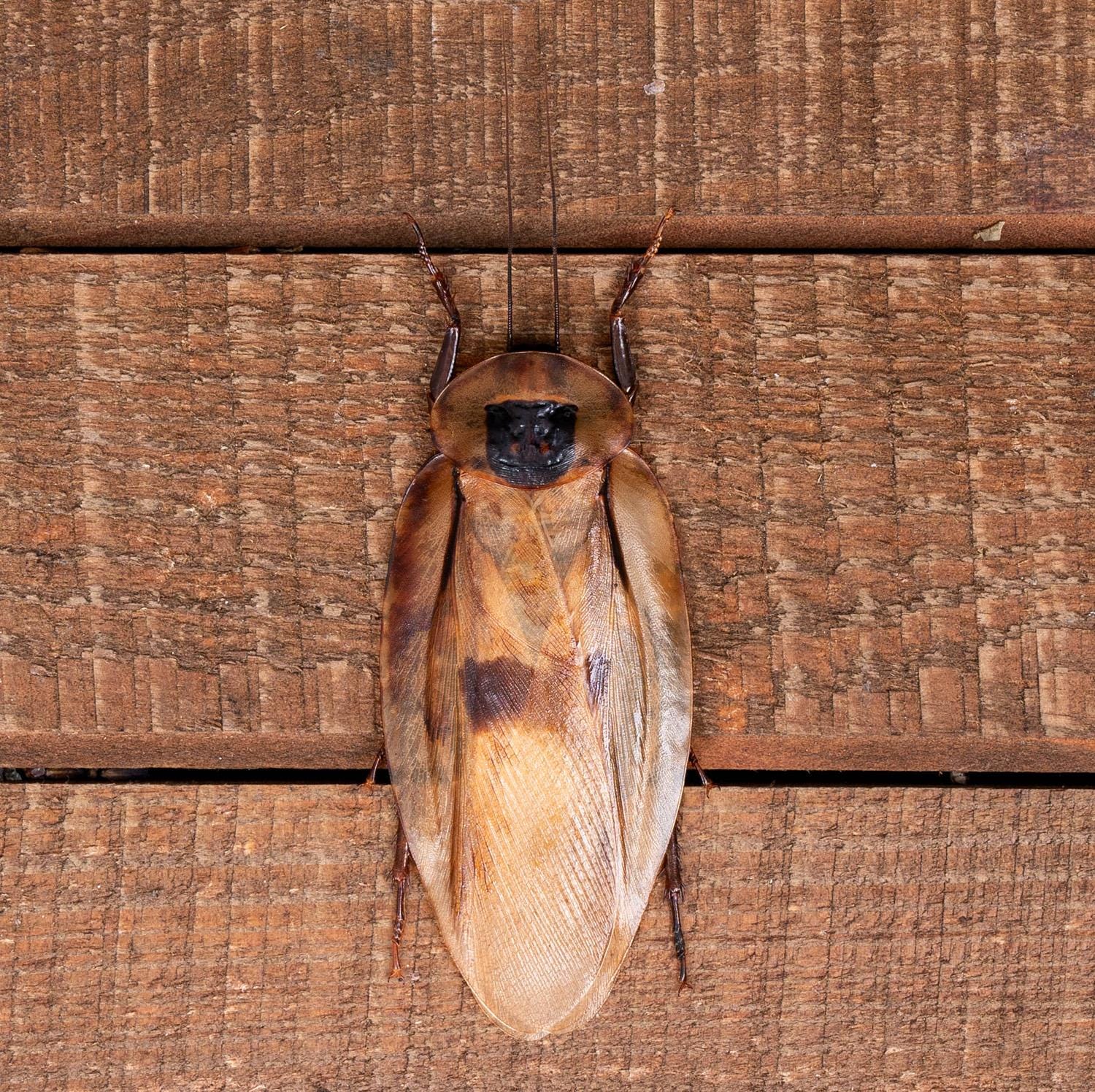 Giant Cave Cockroach (blaberus Giganteus) A1 Genuine Real Specimen ...