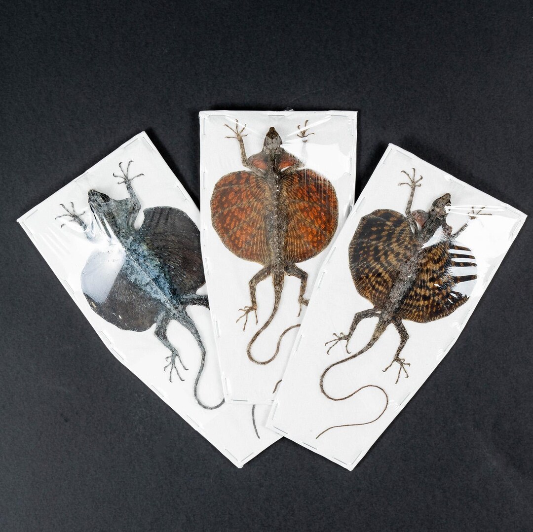 TRIO 3 X Flying Lizards Red Draco (draco Haematopogon) and Orange ...