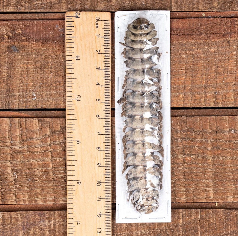 Giant Shield Millipedes (barydesmus Propinquus) Genuine Specimen Ready ...