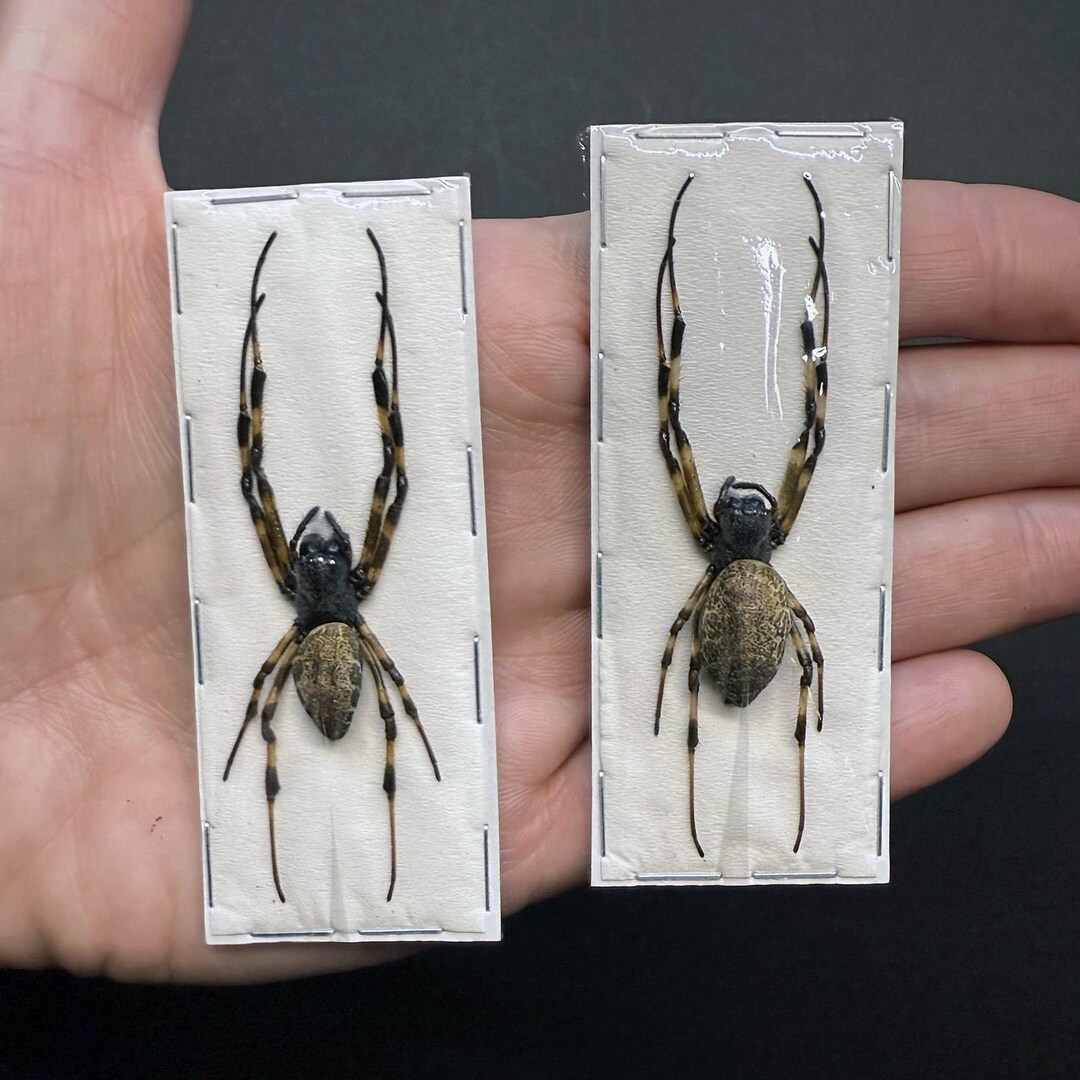 Hermit Orb Weaver Spiders (nephilengys Malabarensis) 50-65mm Taxidermy ...