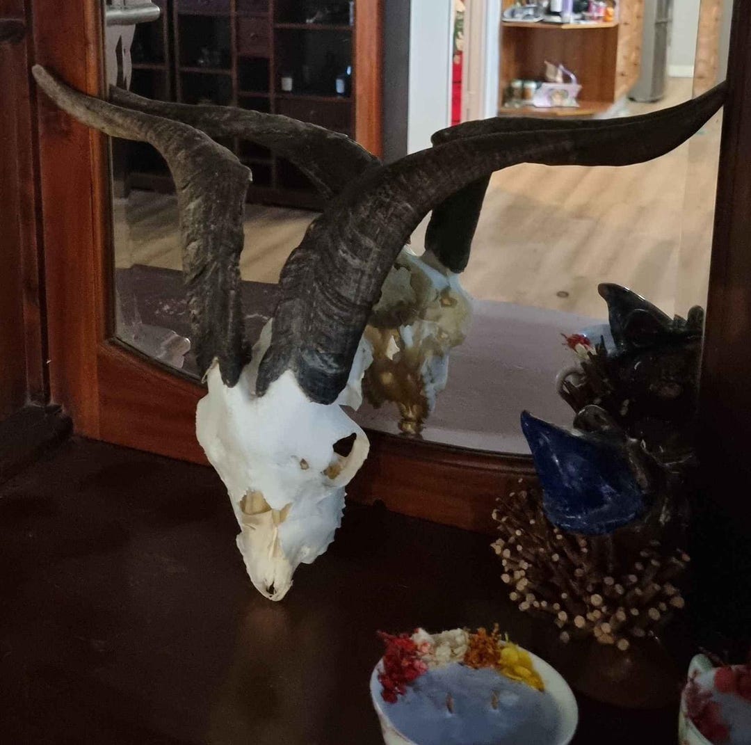 Genuine Goat Skull With Horns & Teeth Taxidermy Bones and Skulls for ...