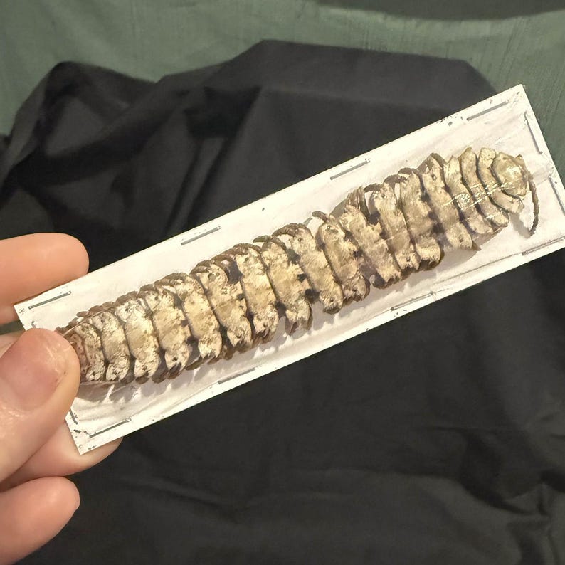 Giant Shield Millipedes (barydesmus Propinquus) Genuine Specimen Ready ...