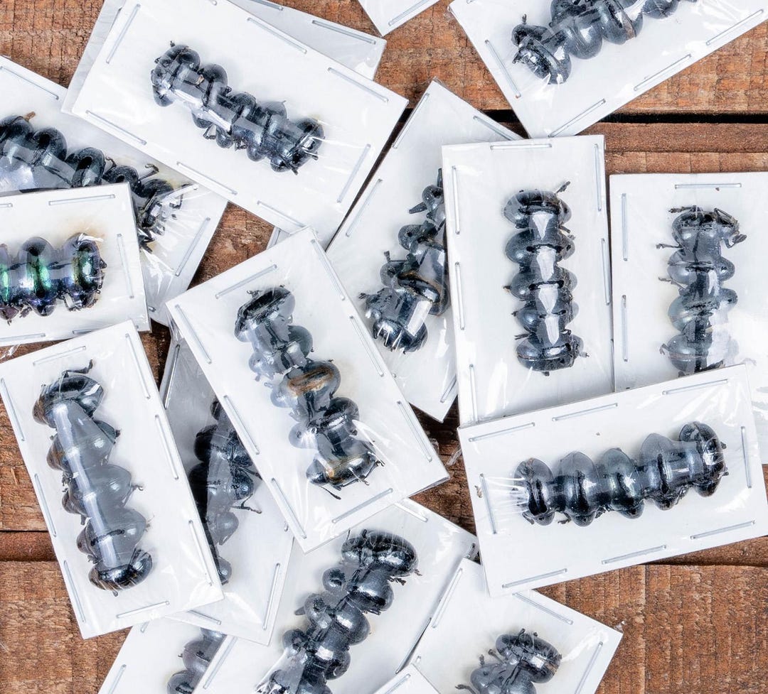 Pack of 5 Real Leaf Beetles (platycorynus Parvulus) Black Unmounted ...
