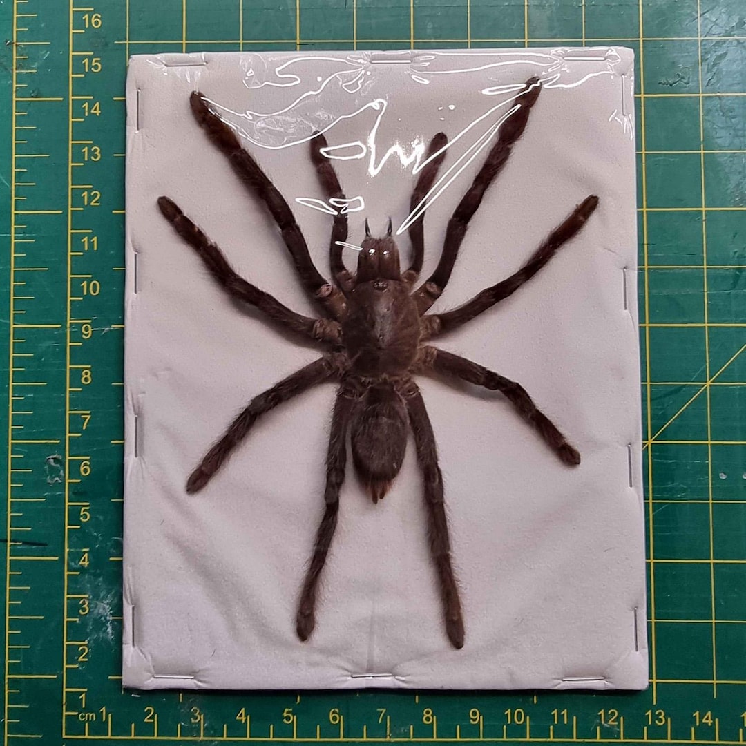 TWO X LARGE Spread Real Tarantula Spider for Taxidermy Entomology A1 ...