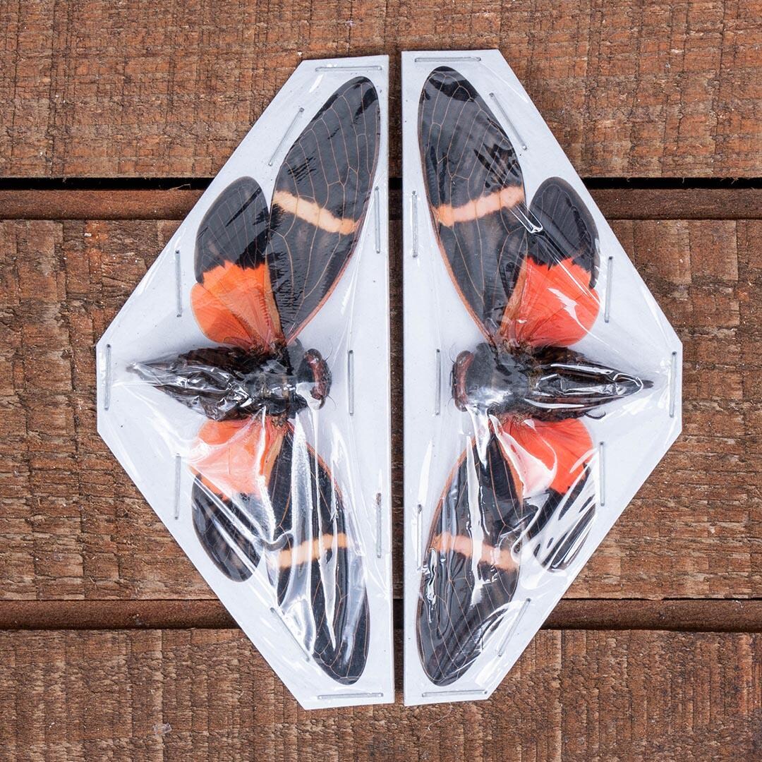 Stunning Orange Cicadas (tosena Paviei) Insect Taxidermy, A1 Spread ...