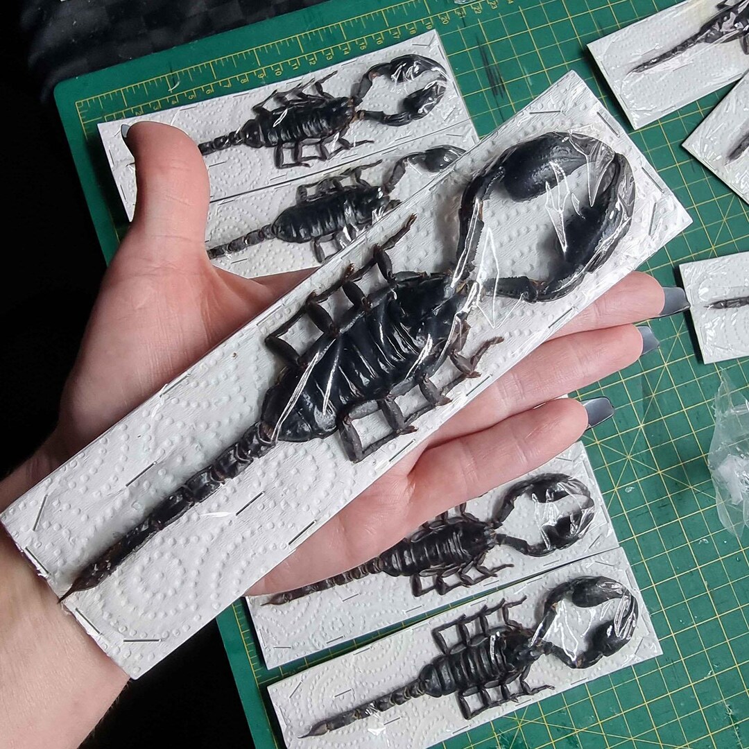 XXL GIANT Scorpions 170/190mm Genuine Real Heterometrus Laoticus ...