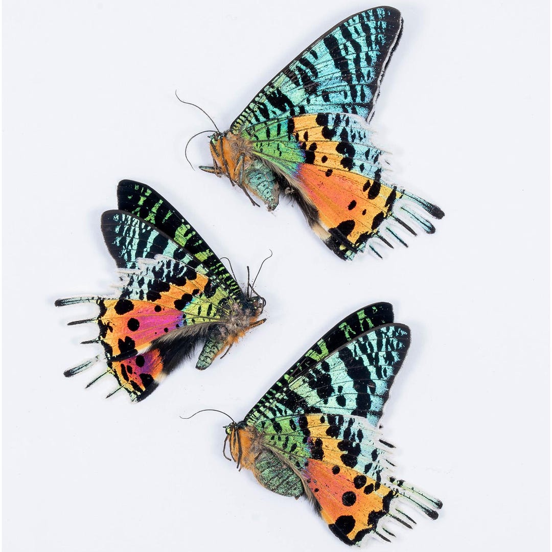 5 Genuine Real Madagascan Sunset Moths urania Ripheus, Chrysiridia ...