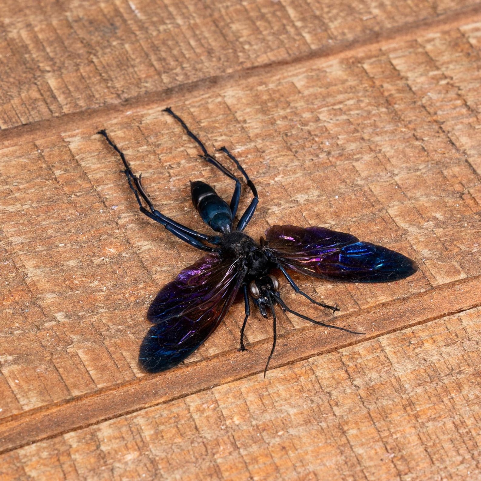 Genuine Spider Wasp (macromeris Splendida): A1 Iridescent Purple ...