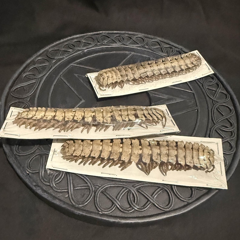 Giant Shield Millipedes (barydesmus Propinquus) Genuine Specimen Ready ...