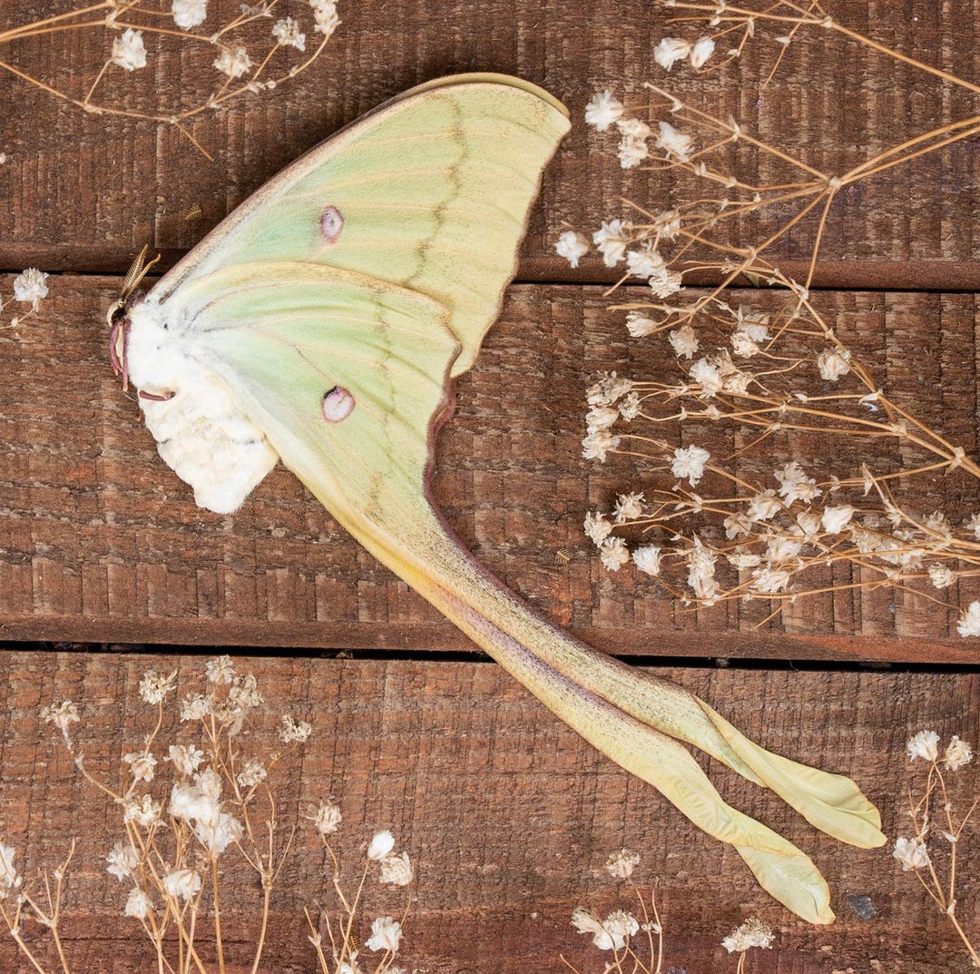 RARE Actias Maenas Diana Female Specimen A1 Moon Moth Collector's Item ...