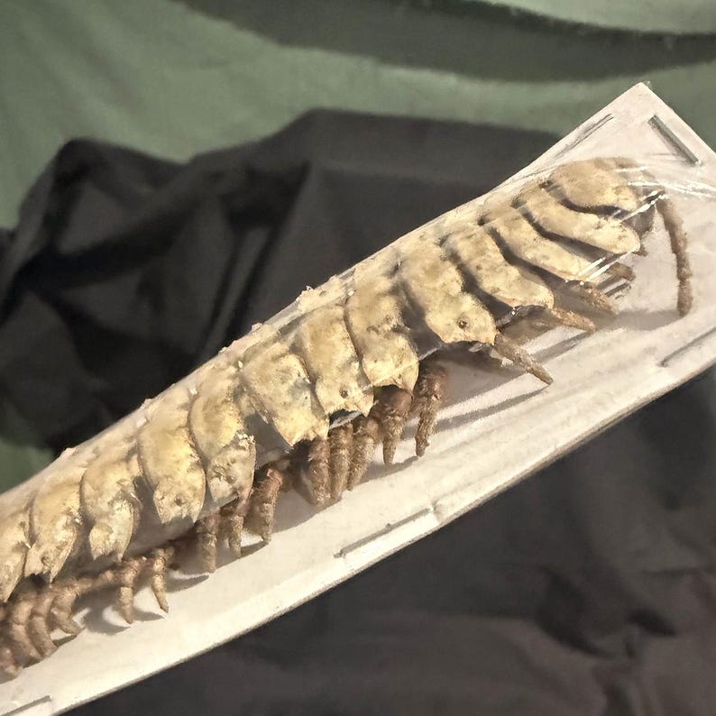 Giant Shield Millipedes (barydesmus Propinquus) Genuine Specimen Ready ...