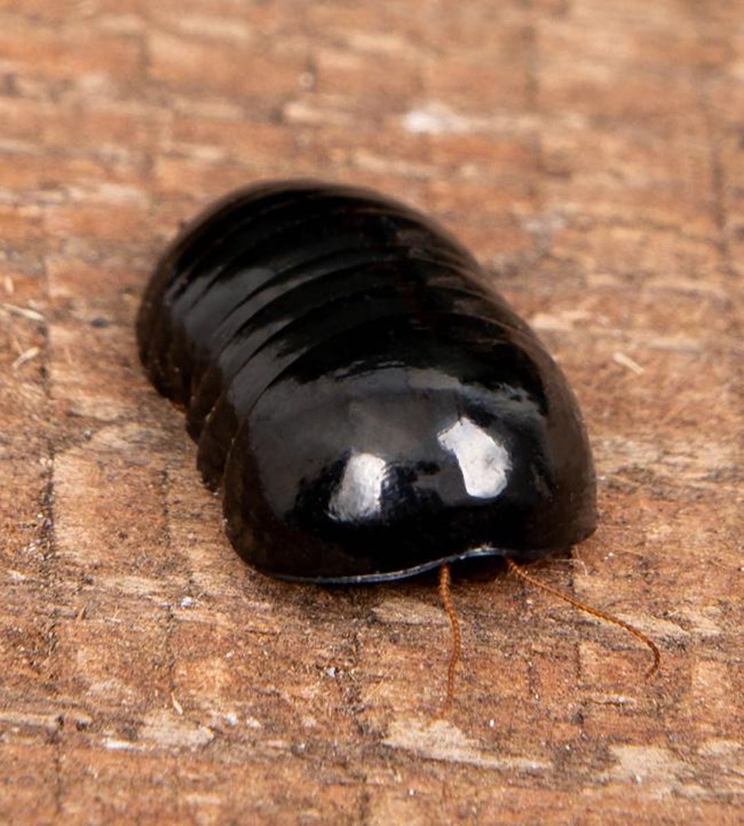 Unusual Pill Cockroach Specimen (perisphaerus Armadillo) Unmounted ...