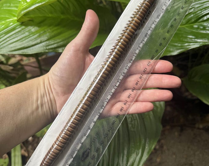 Realistic Centipede Plush Made to Order fancy Variation - Etsy