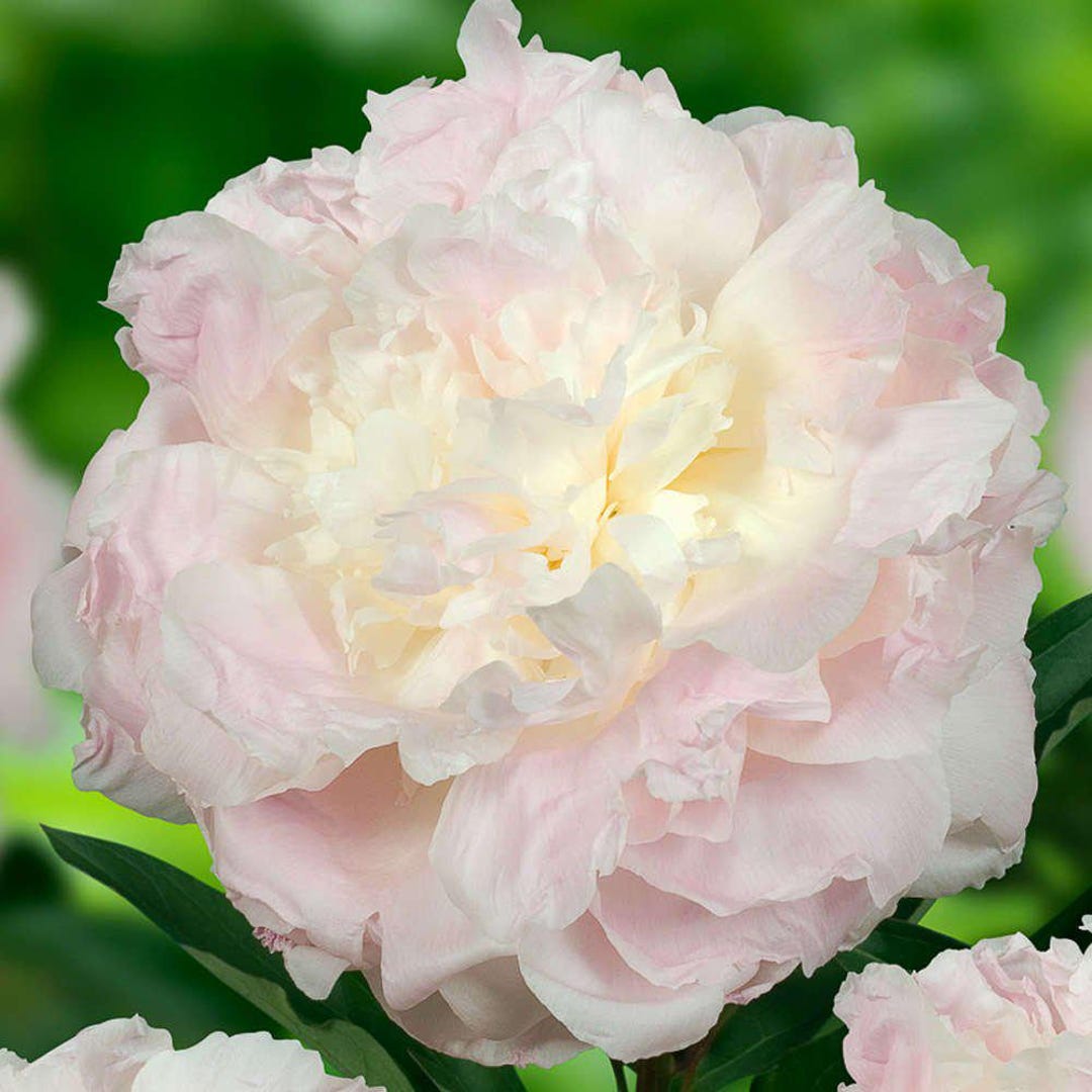 Peony "florance Nicholas" Plant 3-5 Eyes - Etsy