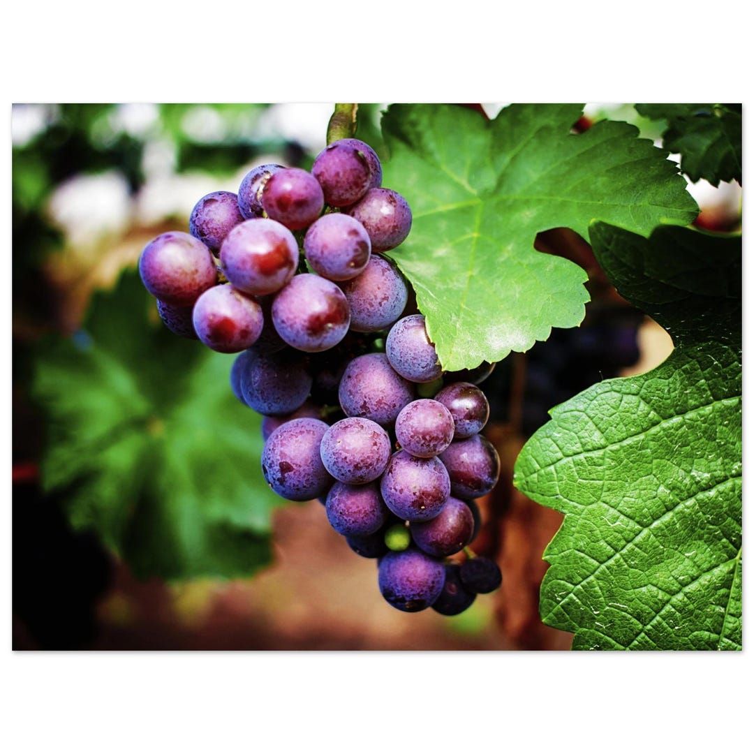 Fine Art Poster: Wine Grapes on the Vine - Vivid Giclée Print for Home ...