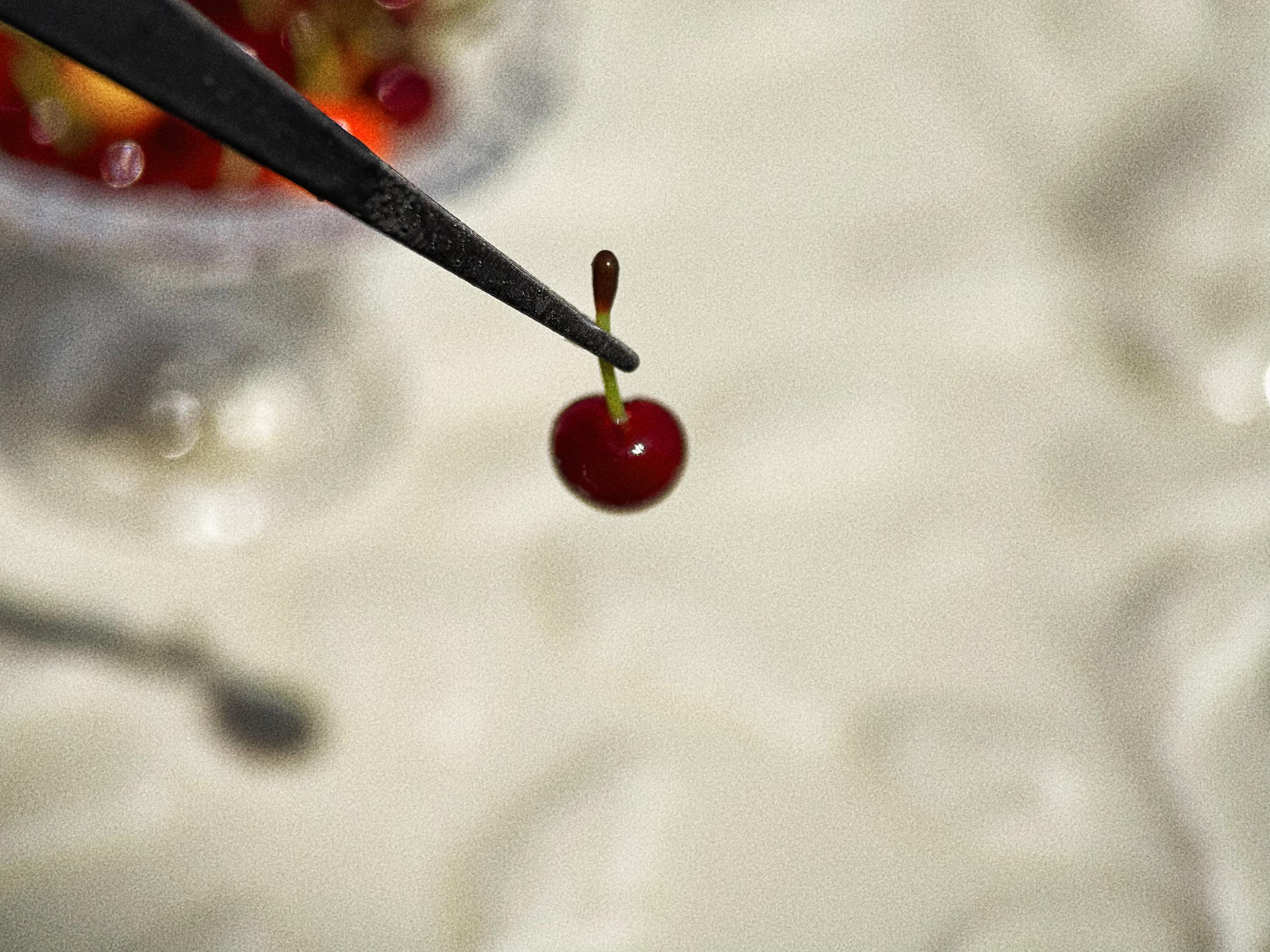 Miniature Cherry Decor, Polymer Clay Fruit, Dollhouse Food 1:12, 10 ...