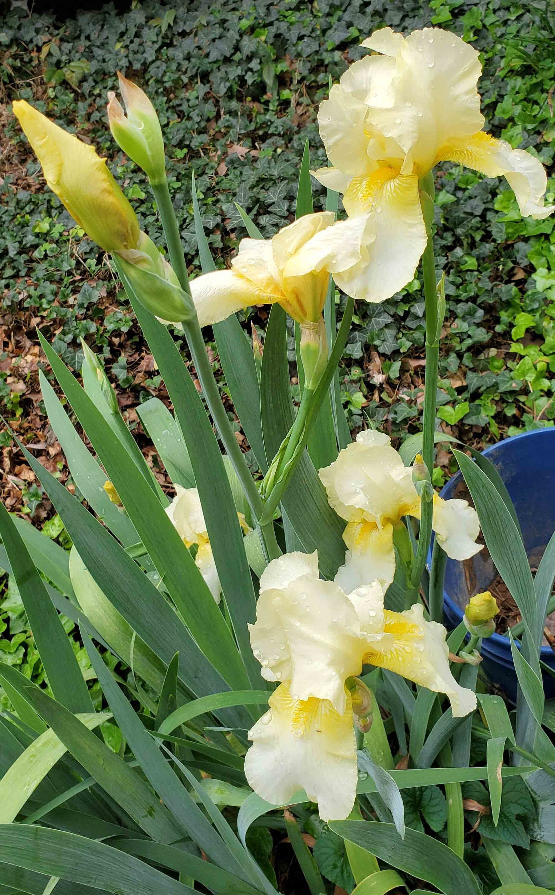 Yellow Bearded Iris