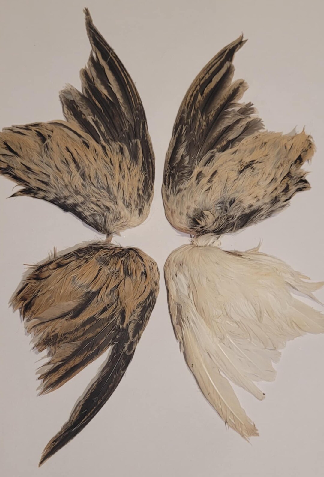 Quail Wings - Etsy