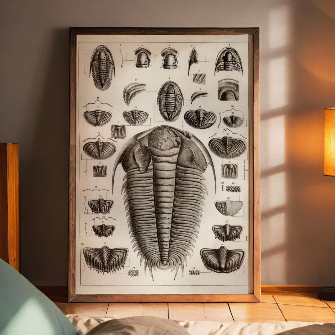 Trilobite Poster High Resolution Wall Art Old Encyclopedia Print - Etsy