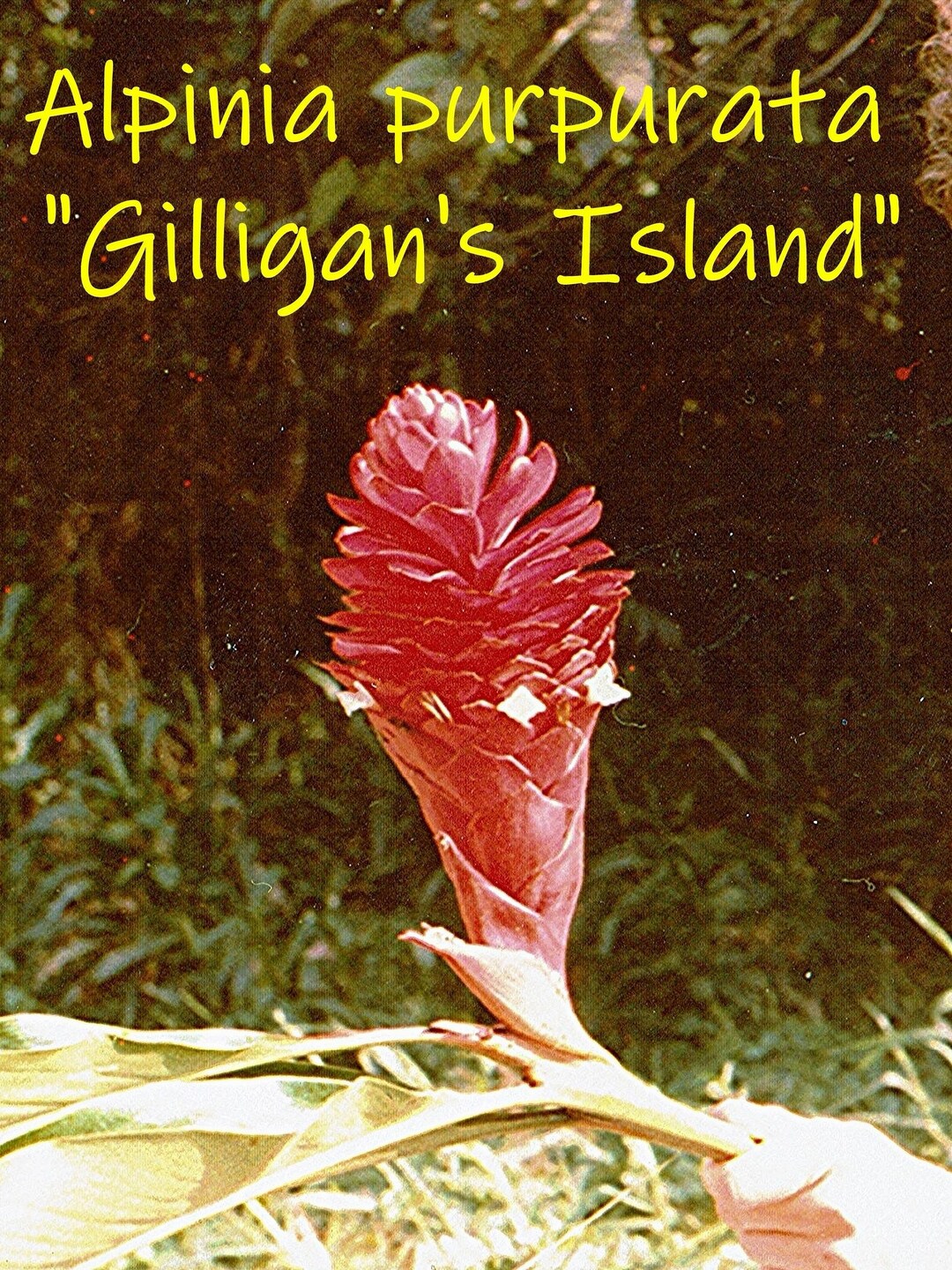 Red Ginger Plant Aka Alpinia Purpurata, Plants Are From Keiki's ...