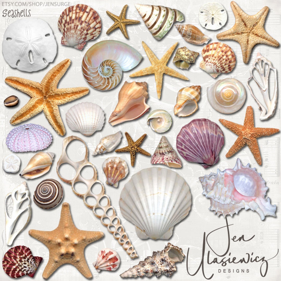 Seashells Instant Download, Printable, Digital Collage, Diary / Junk ...