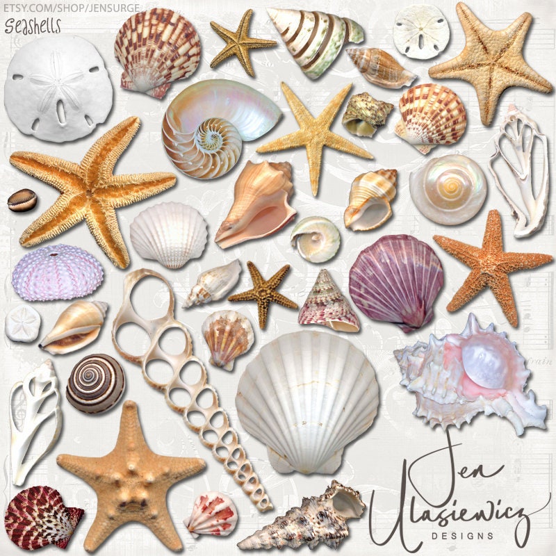 Seashells Instant Download, Printable, Digital Collage, Diary / Junk ...
