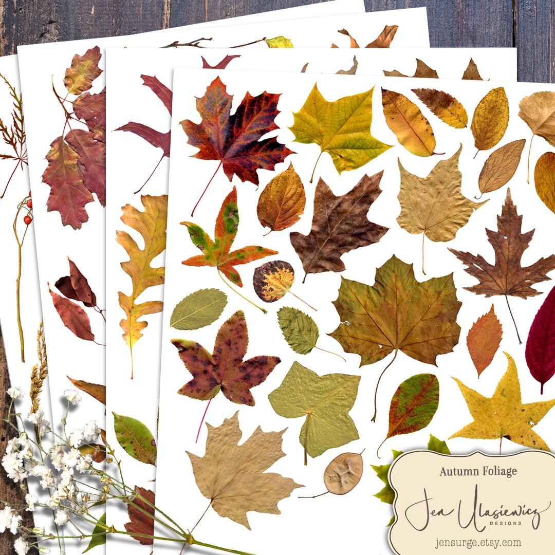 Autumn Foliage Clipart Mega Pack: Fall Leaves, Pumpkins (digital ...