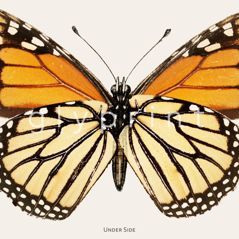Monarch Butterfly Vintage Print | Entomology Art (digital Download) - Etsy