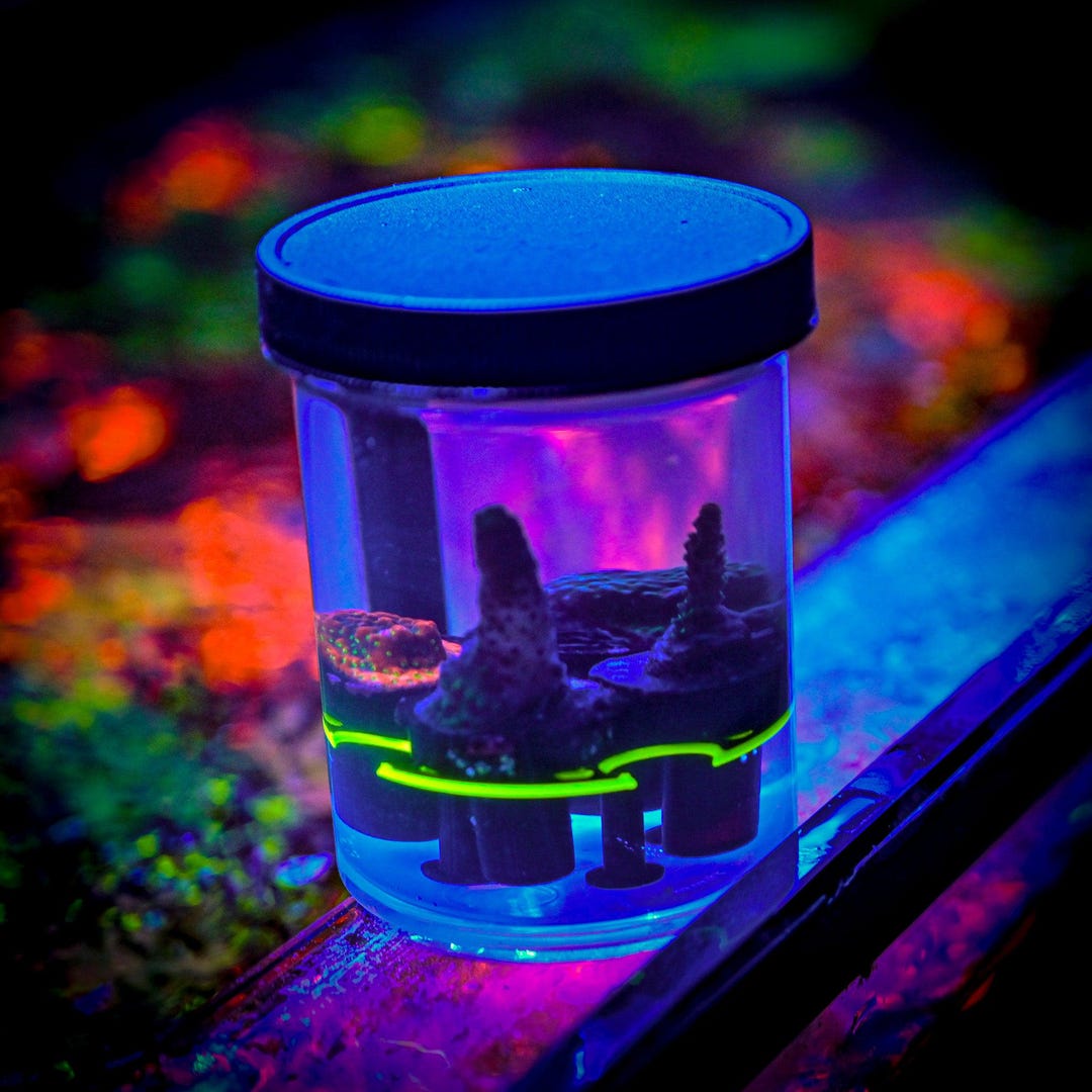 The Ninja Frag Transport - Etsy