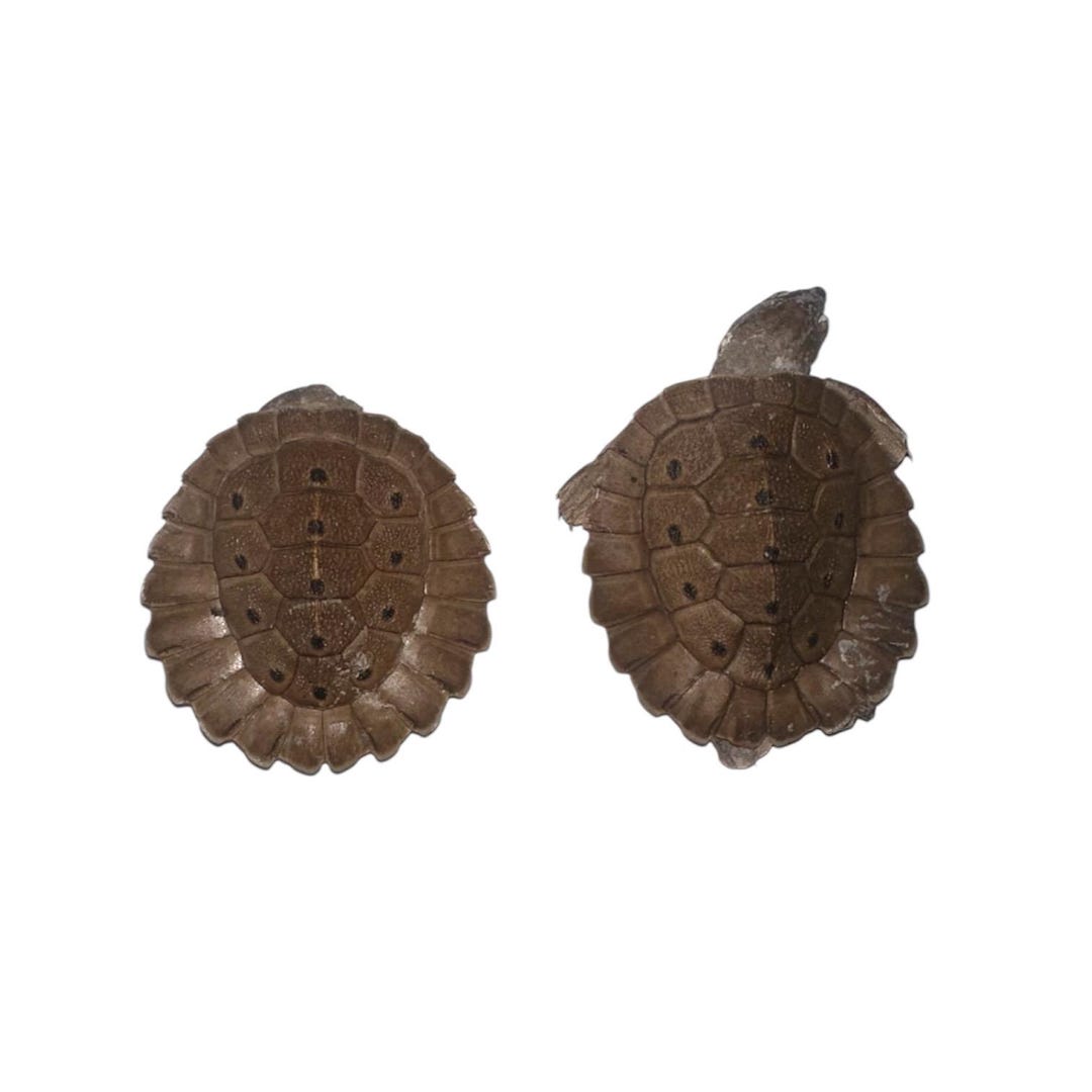 Real Northern Australian Snapping Turtle Baby Taxidermy (single) - Etsy ...